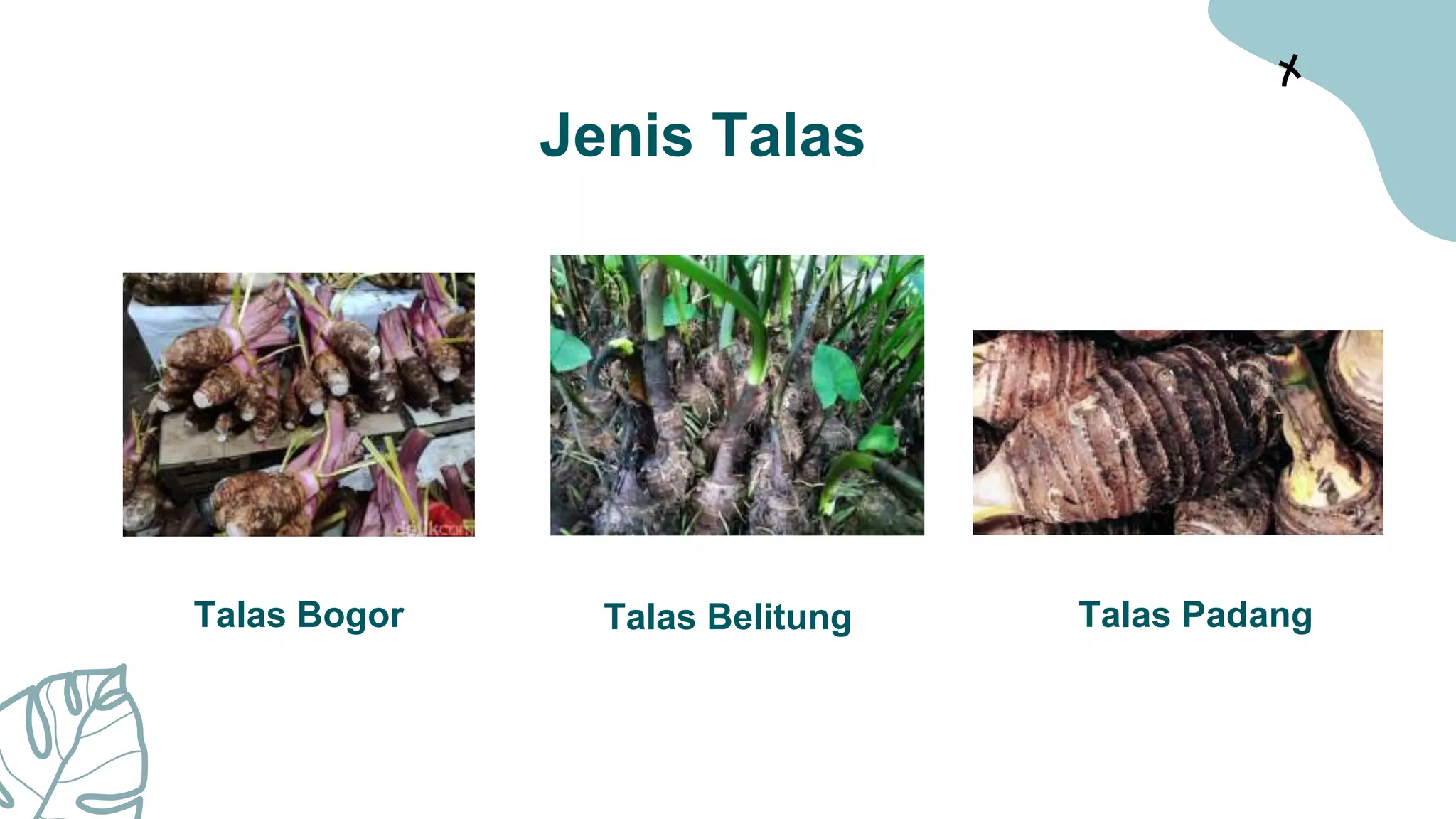 Kegiatan Pasca Panen Talas (Kelompok Talas).pptx