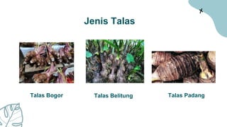 Kegiatan Pasca Panen Talas (Kelompok Talas).pptx
