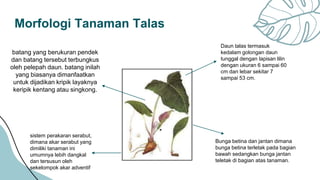 Kegiatan Pasca Panen Talas (Kelompok Talas).pptx