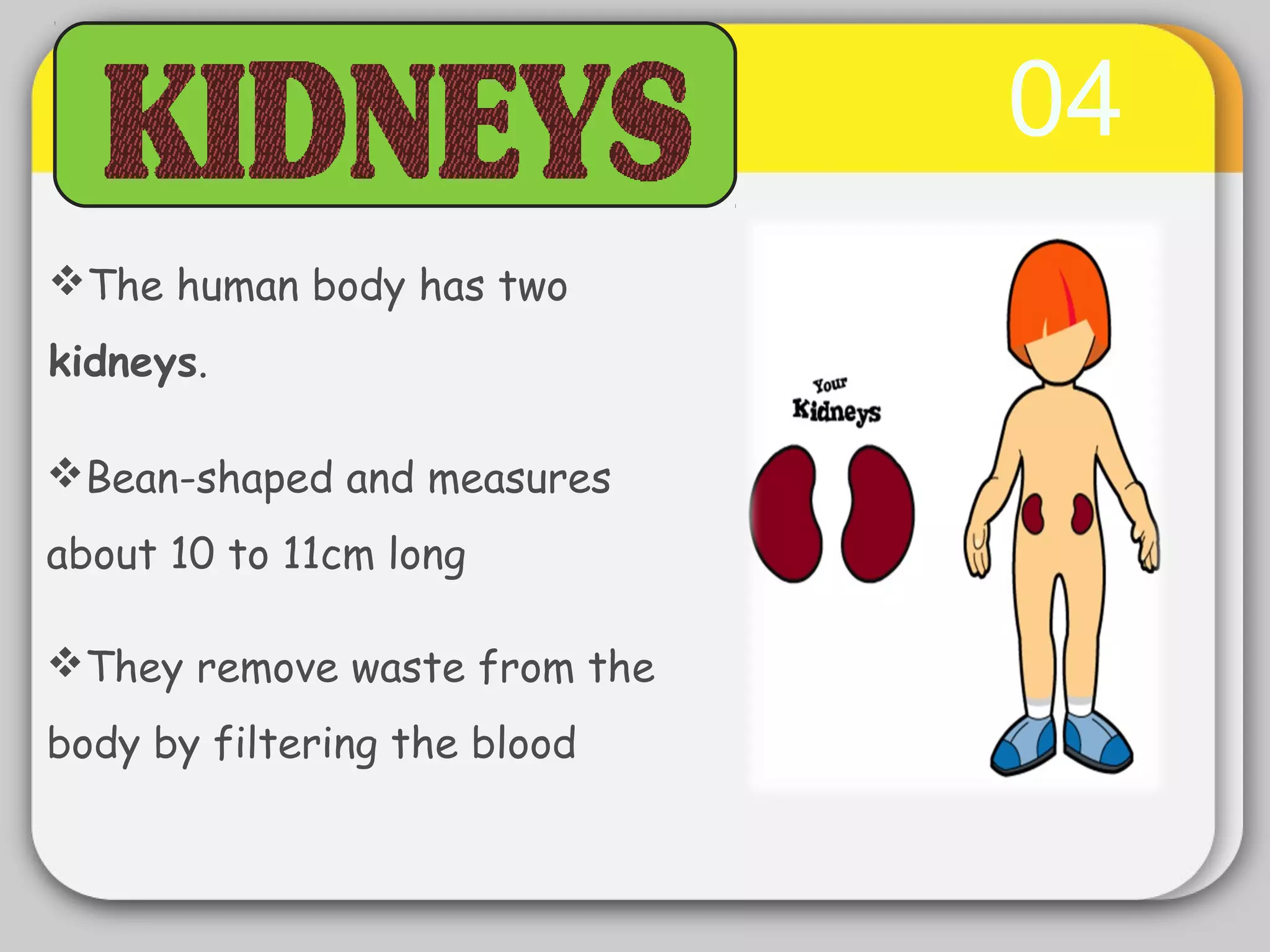 Excretory System | PPT | Lung and Respiratory Health | Diseases and ...