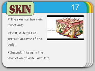 Excretory System | PPT | Lung and Respiratory Health | Diseases and ...