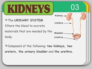 Excretory System | PPT | Lung and Respiratory Health | Diseases and ...
