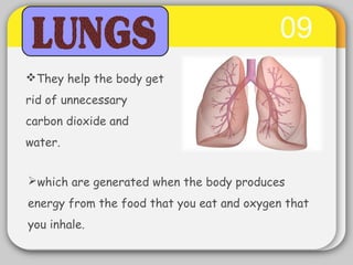 Excretory System | PPT | Lung and Respiratory Health | Diseases and ...