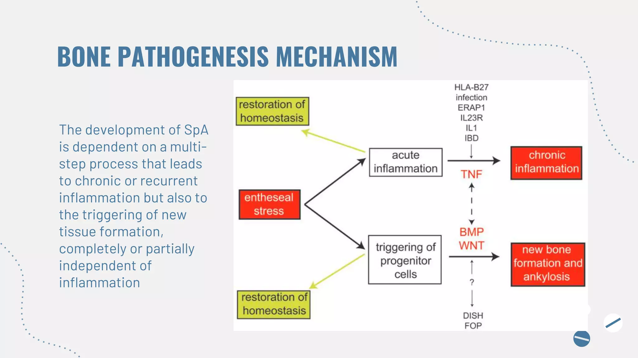 ABNORMALITAS TULANG PADA SPONDYLOARTHRITIS.pptx | Bone and Joint ...