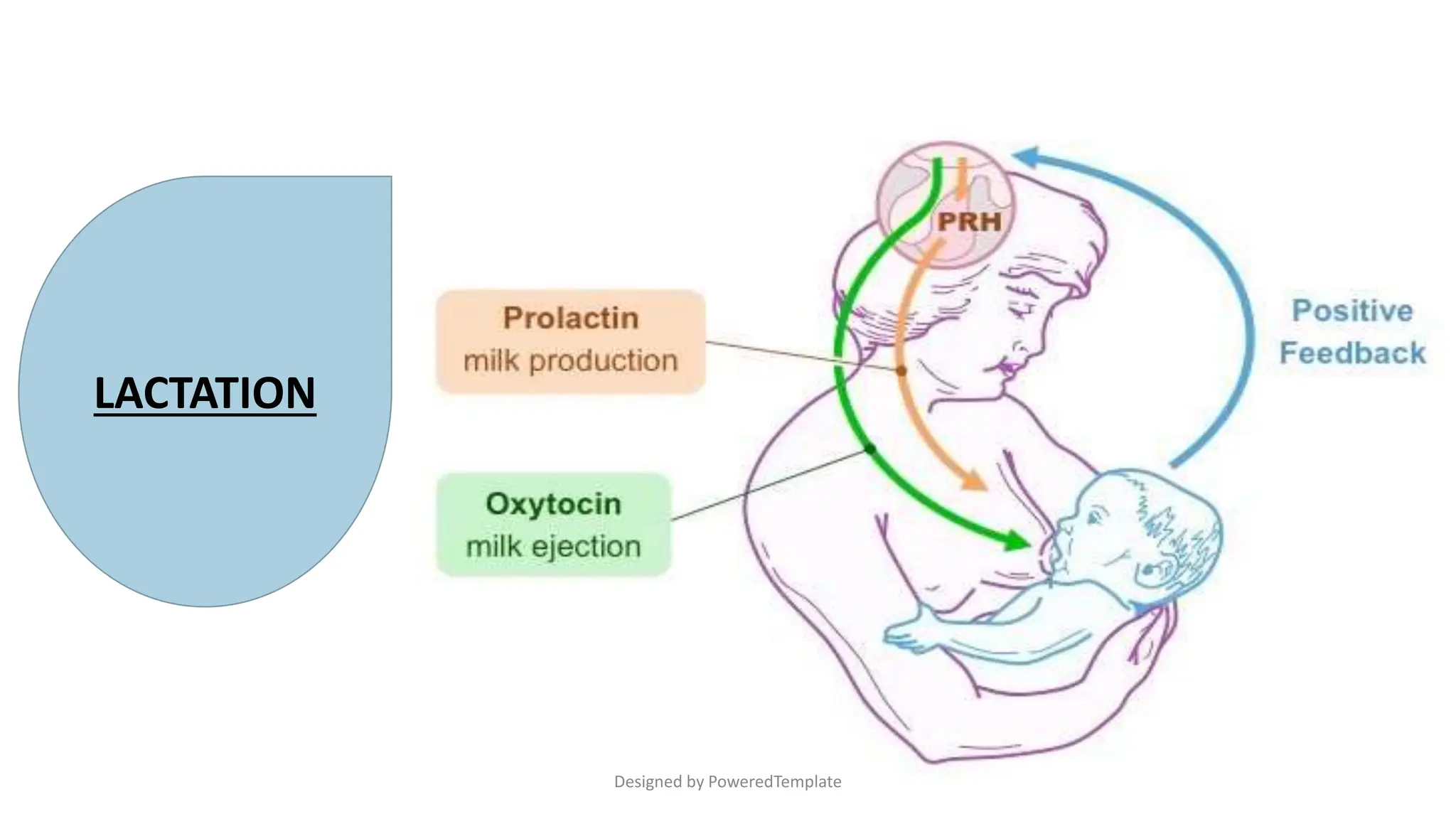 BFHI, Exclusive breastfeeing, Breastfeeding technique, pattern of ...