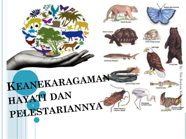 Ppt pelestarian makhluk hidup dan lingkungan kelas 7 Ppt pelestarian makhluk hidup dan lingkungan kelas 7