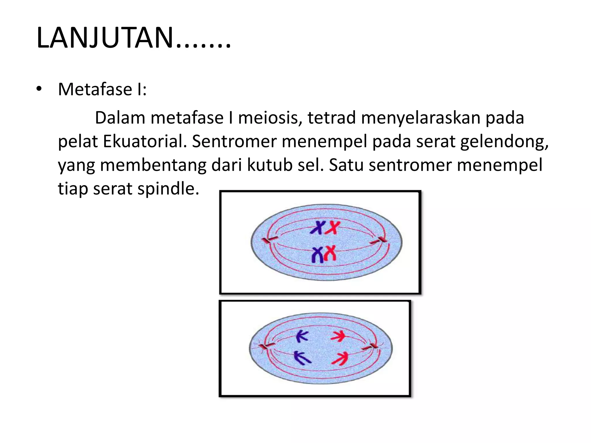 PPT PEMBELAHAN MEIOSIS.pptx