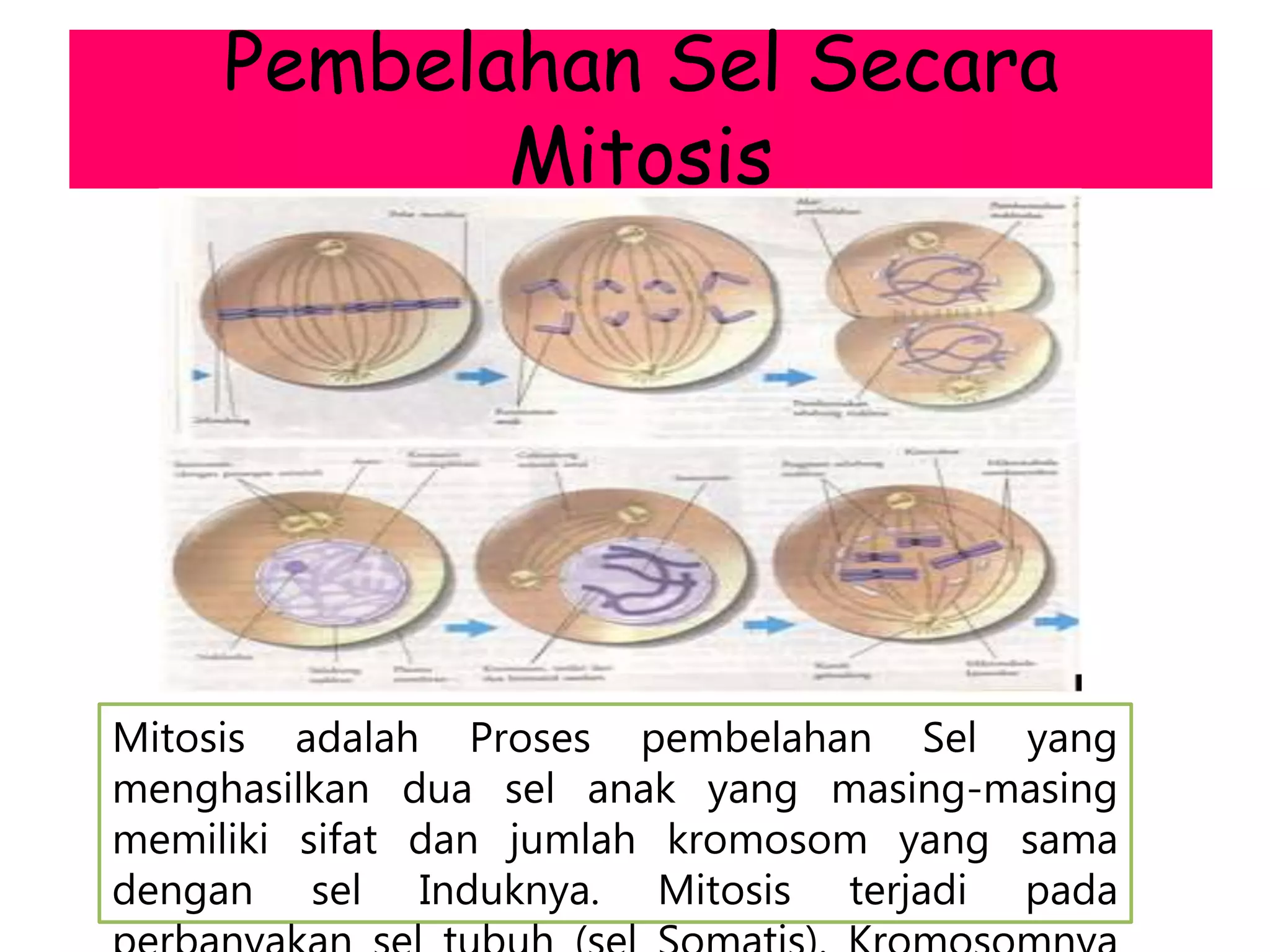PPT PEMBELAHAN SEL.pptx