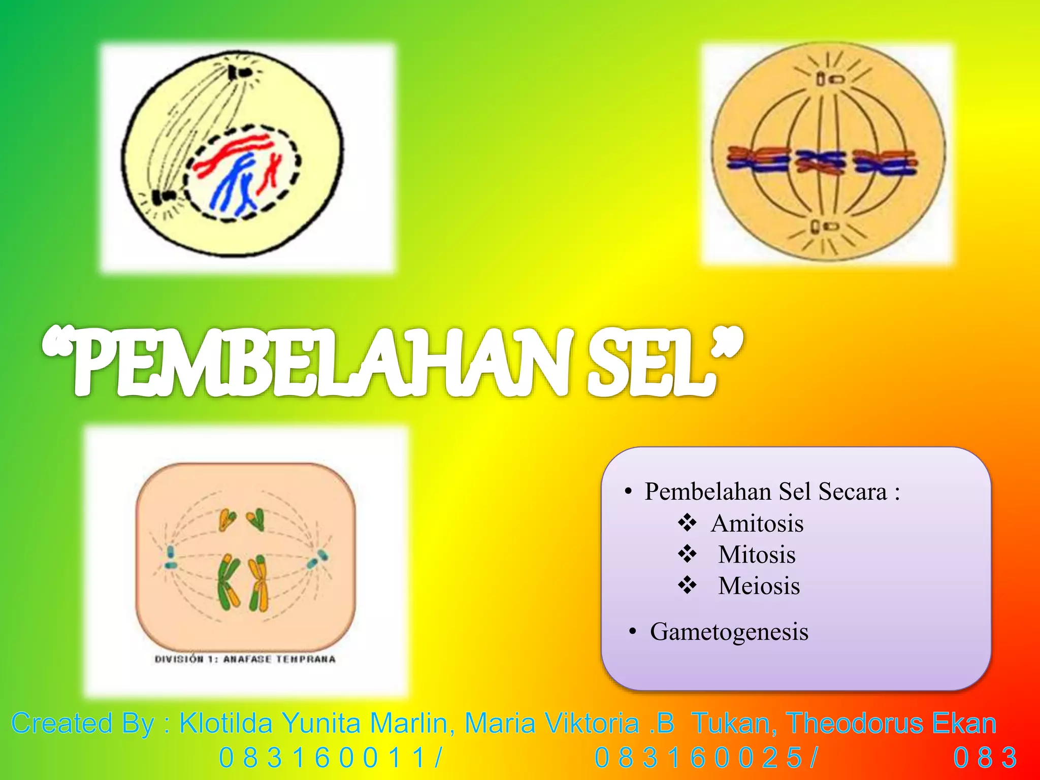PEMBELAHAN SEL SECARA | PPT