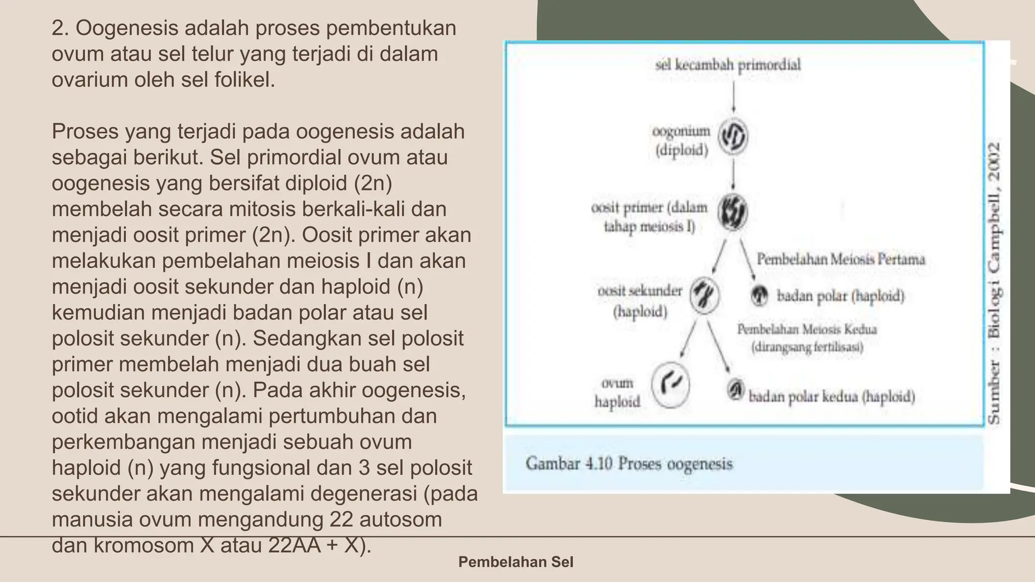 materi biologi tentang pembelahan sel kelas XI | PPTX