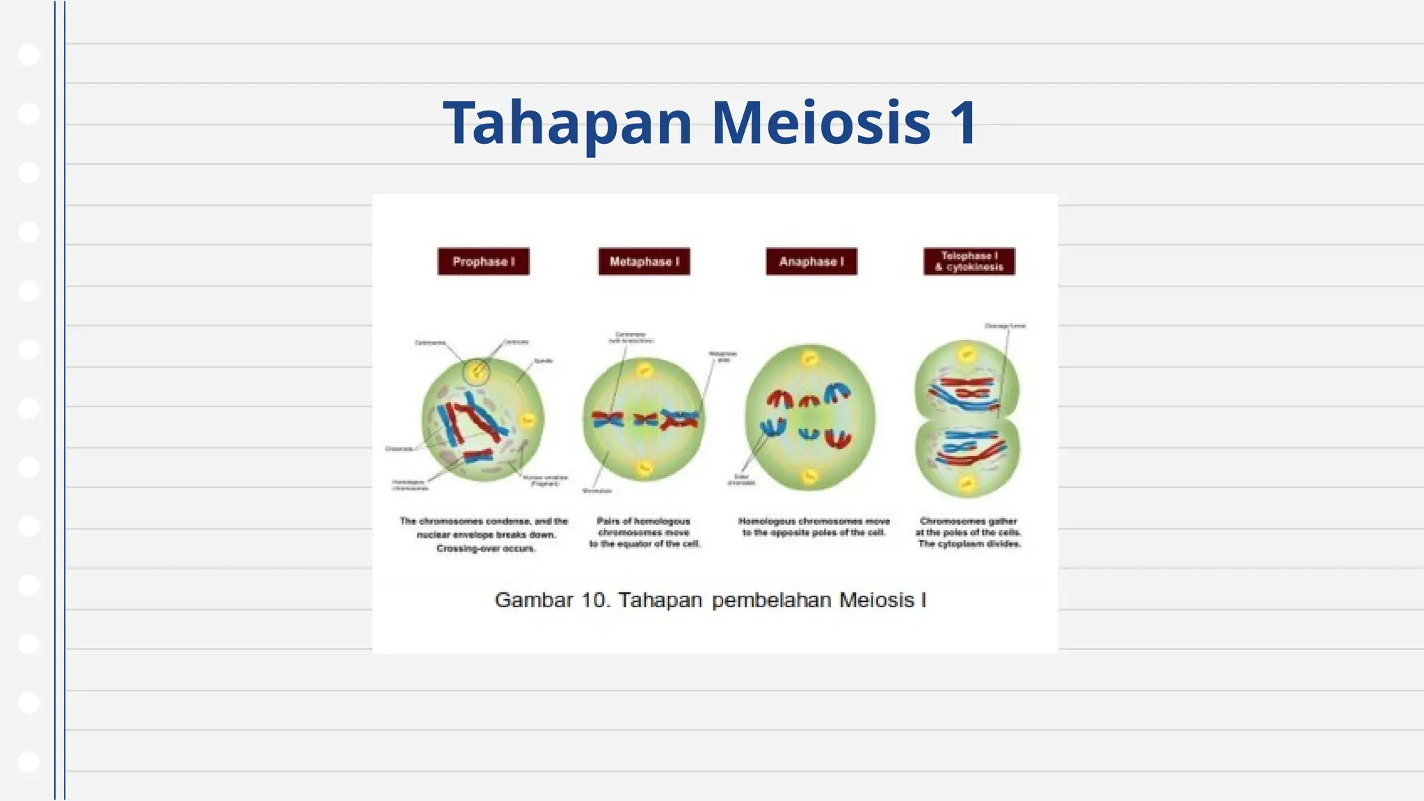 Ppt Pembelahan Sel Mitosis Dan Meiosis Pptx