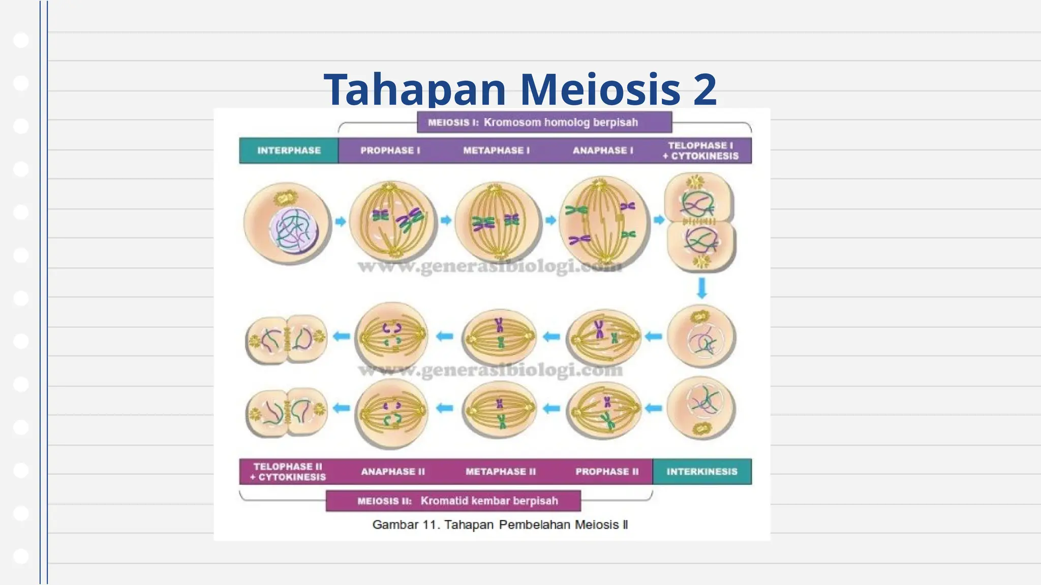 PPT pembelahan Sel Mitosis dan meiosis.pptx