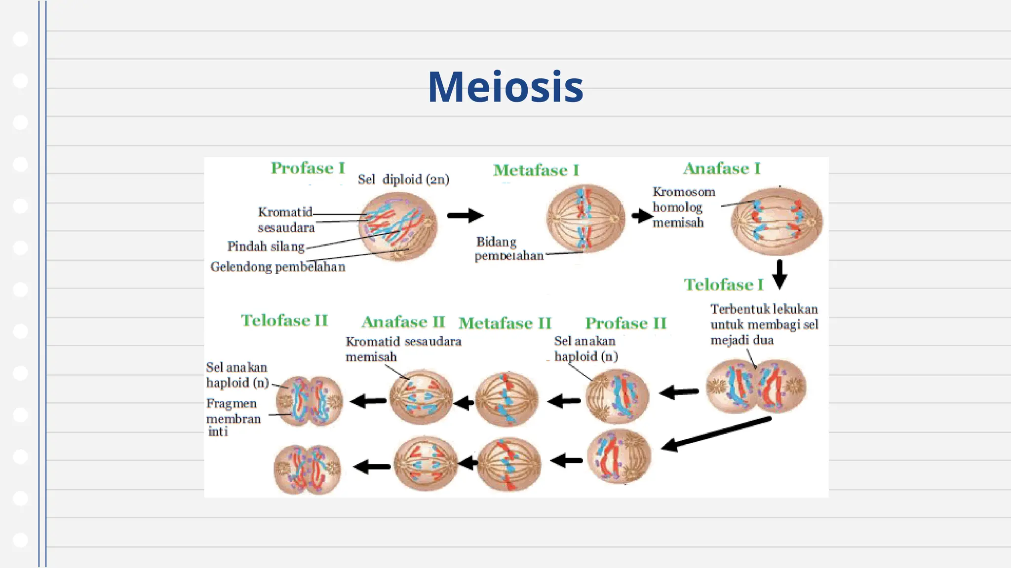 Ppt Pembelahan Sel Mitosis Dan Meiosis Pptx