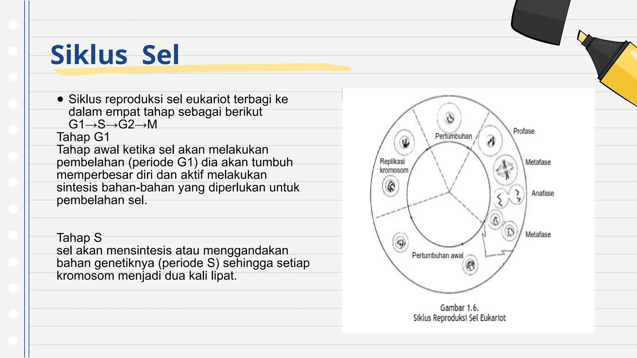 PPT pembelahan Sel Mitosis dan meiosis.pptx