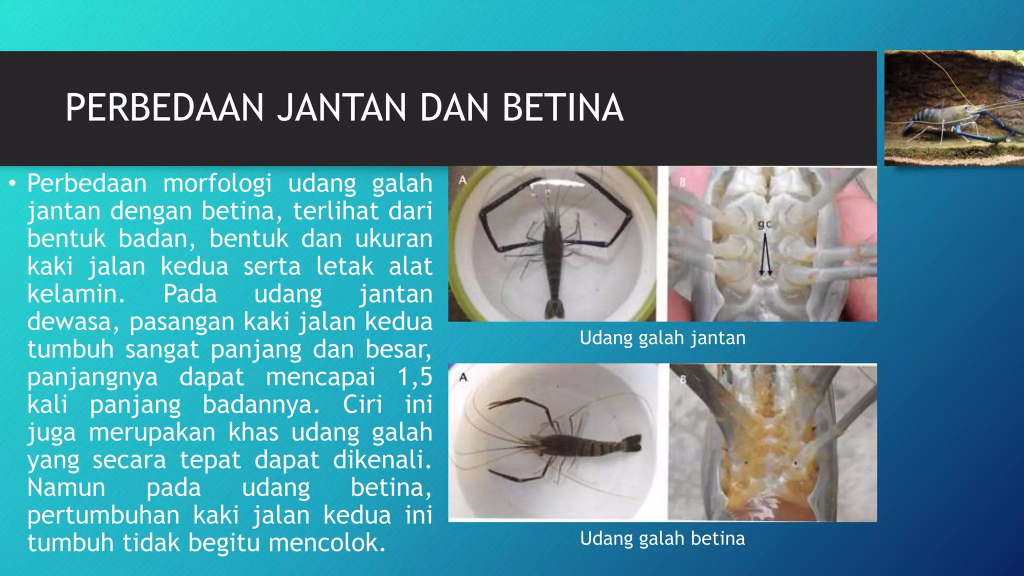 Power point pembenihan udang galah | PPTX