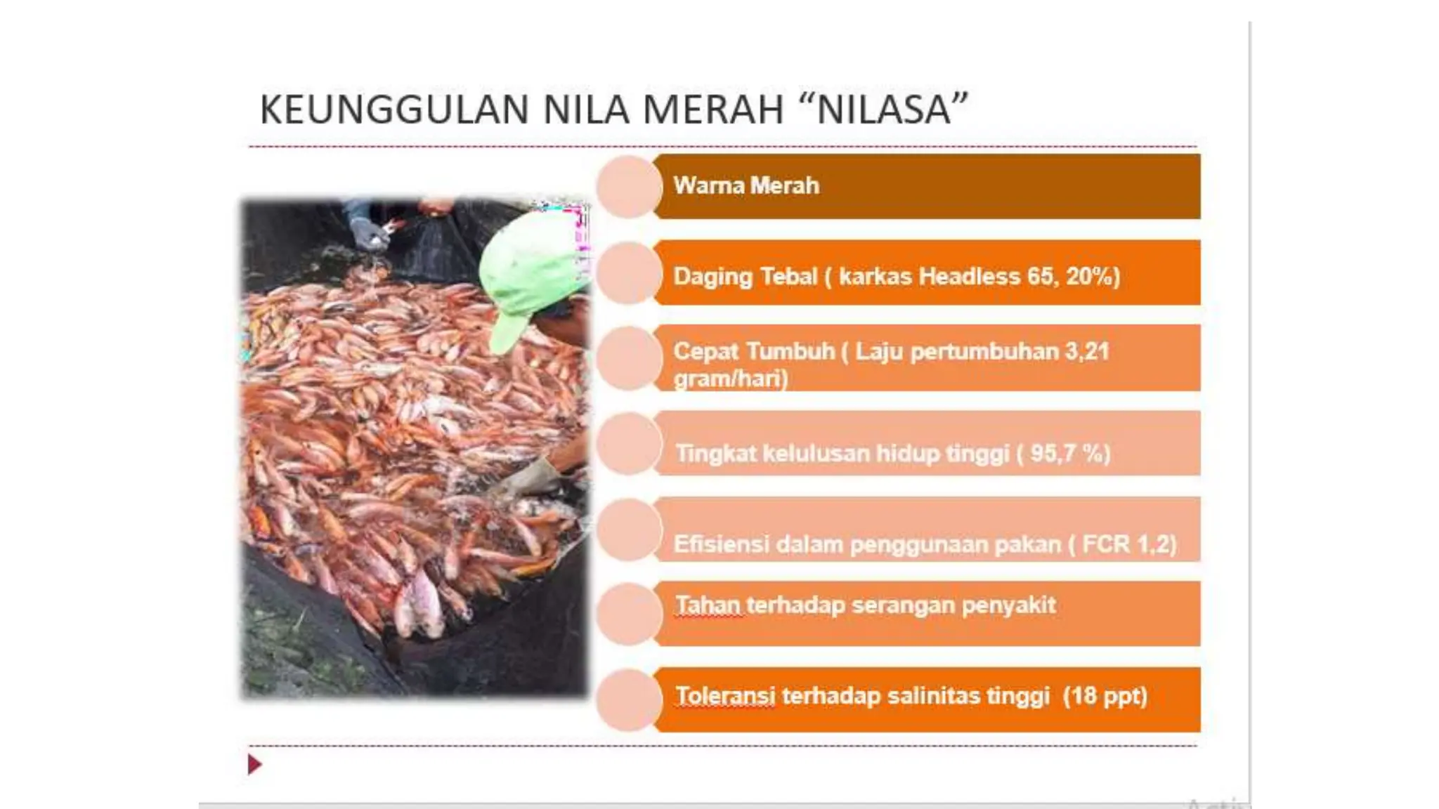 Teknik Pembesaran Nila Merah Nilasa di Balai PTPB DIY | PPTX