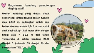 PPT PEMOTONGAN SAPI.pptx