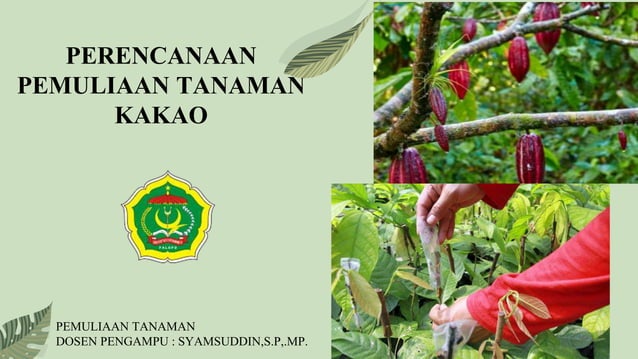 PPT PEMULIAAN TANAMAN KAKAO KLMPOK 2.pptx