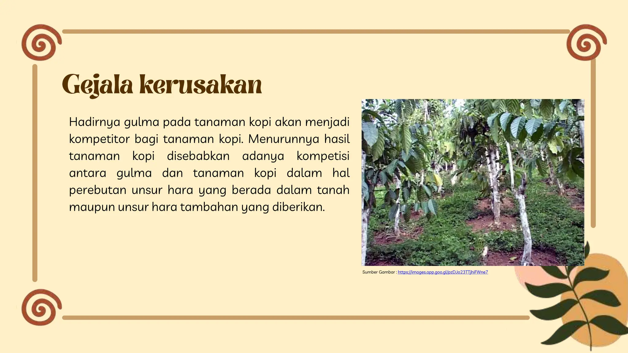 PPT PENGEDALIAN GULMA TANAMAN KOPI ABCSDE | PPTX