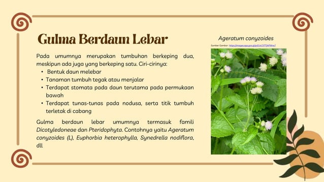 PPT PENGEDALIAN GULMA TANAMAN KOPI ABCSDE | PPTX