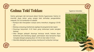 PPT PENGEDALIAN GULMA TANAMAN KOPI ABCSDE | PPTX