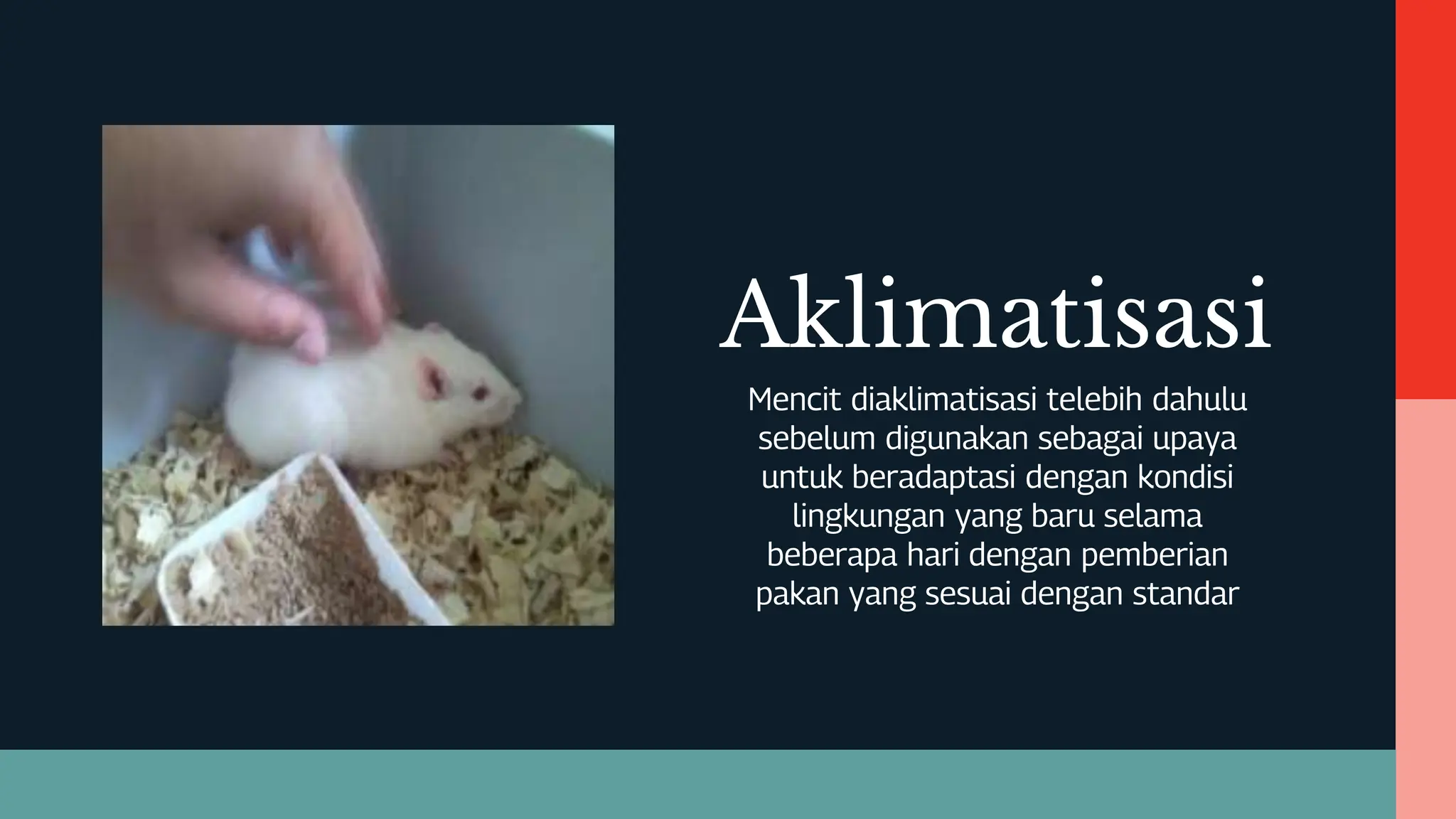 PPT PENGENALAN DAN PENANGANAN HEWAN COBA.pptx