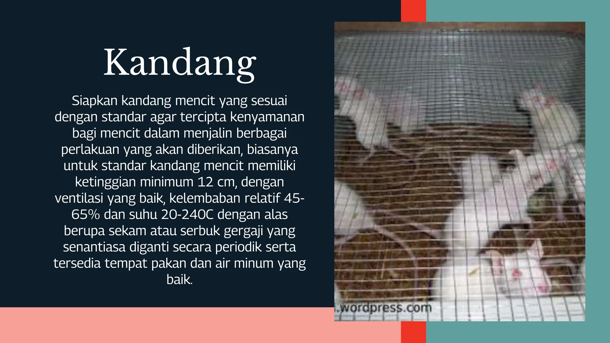 PPT PENGENALAN DAN PENANGANAN HEWAN COBA.pptx