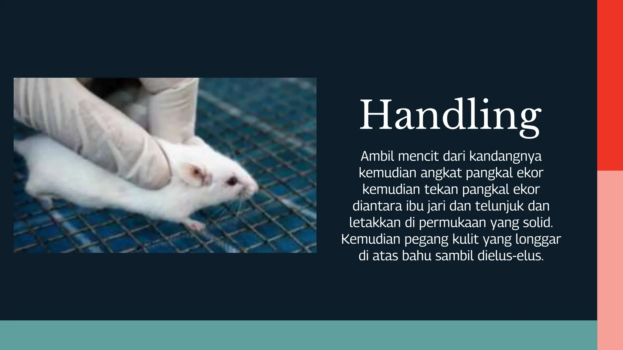 PPT PENGENALAN DAN PENANGANAN HEWAN COBA.pptx