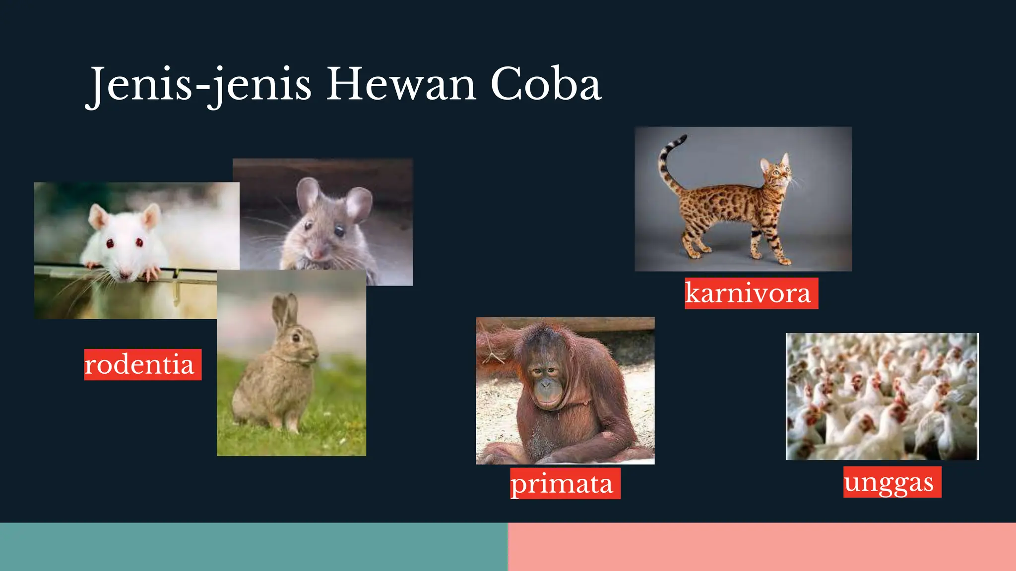 PPT PENGENALAN DAN PENANGANAN HEWAN COBA.pptx