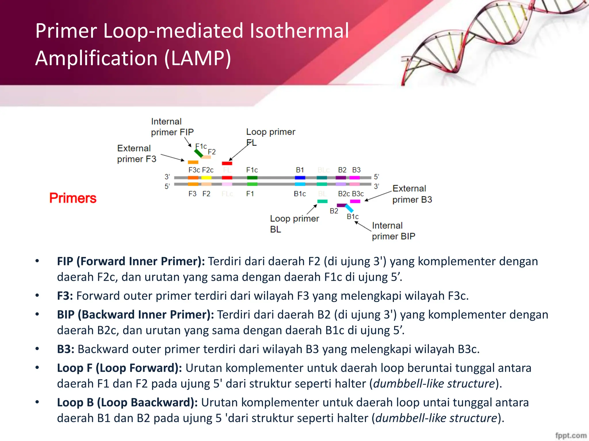 PPT Pengenalan Dasar Polymerase Chain Reaction (PCR) dan Loop-Mediated ...