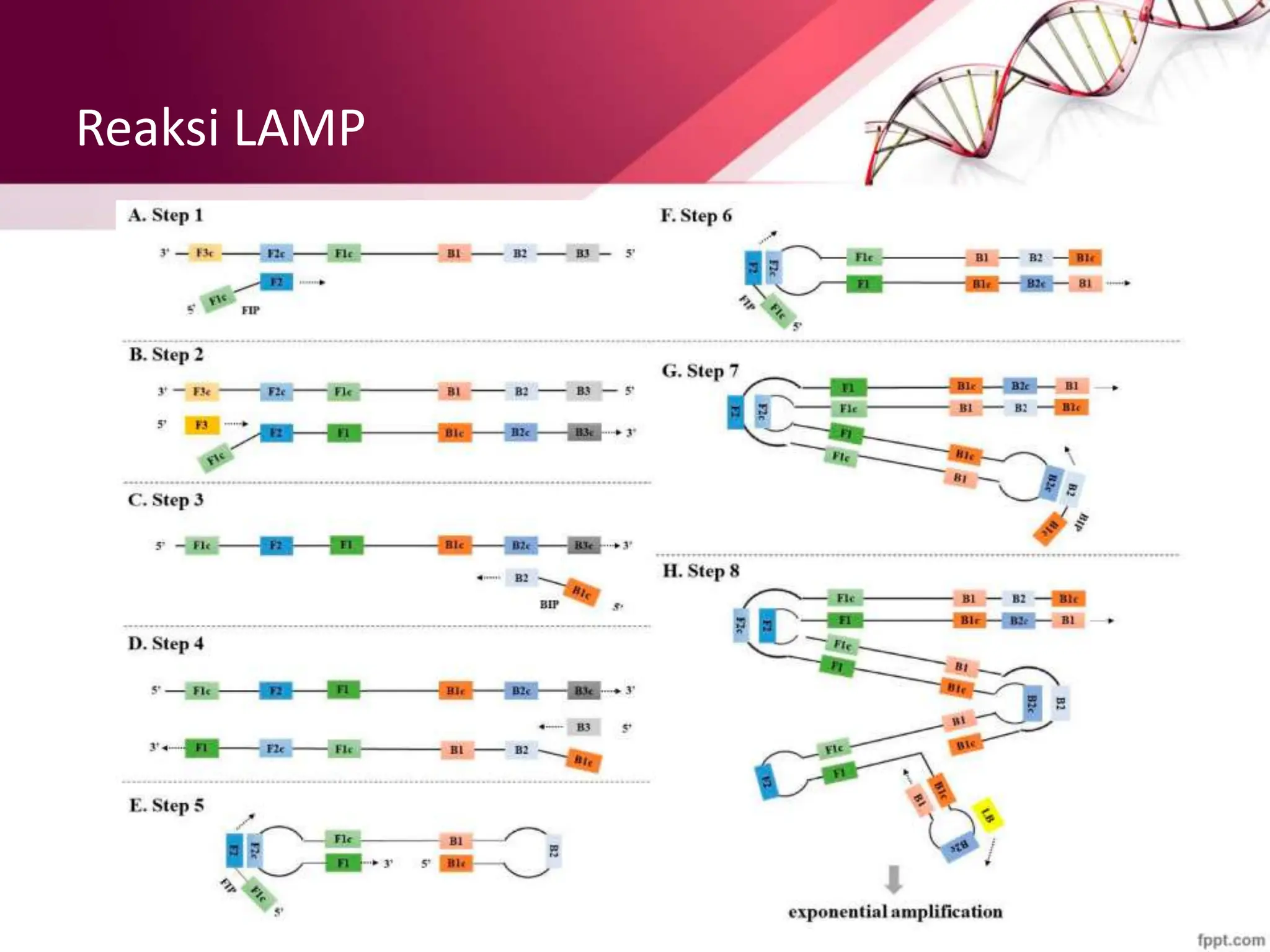 PPT Pengenalan Dasar Polymerase Chain Reaction (PCR) dan Loop-Mediated ...