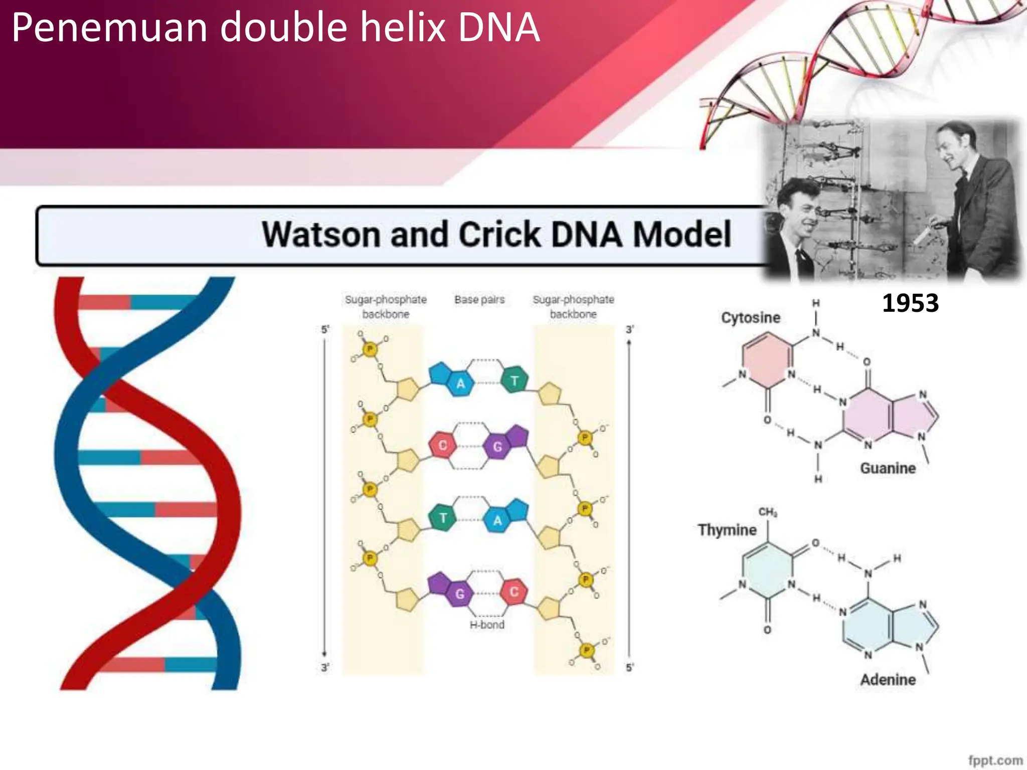 PPT Pengenalan Dasar Polymerase Chain Reaction (PCR) dan Loop-Mediated ...