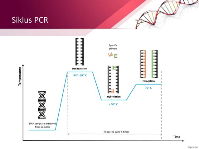 PPT Pengenalan Dasar Polymerase Chain Reaction (PCR) dan Loop-Mediated Isothermal Amplification ...