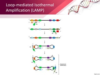 PPT Pengenalan Dasar Polymerase Chain Reaction (PCR) dan Loop-Mediated ...