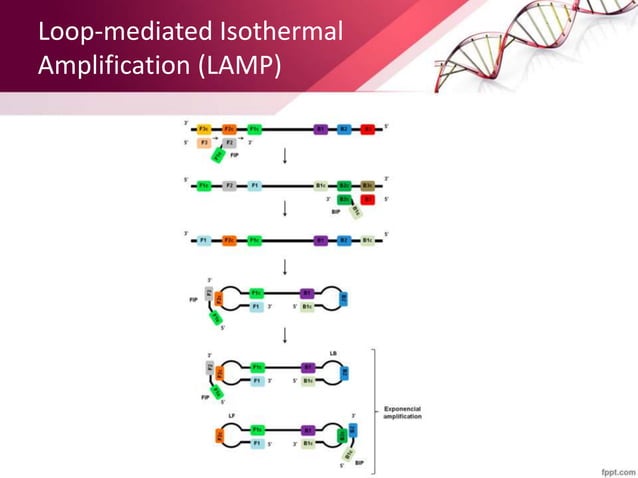 PPT Pengenalan Dasar Polymerase Chain Reaction (PCR) dan Loop-Mediated ...