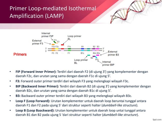 PPT Pengenalan Dasar Polymerase Chain Reaction (PCR) dan Loop-Mediated ...