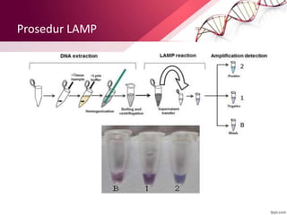 PPT Pengenalan Dasar Polymerase Chain Reaction (PCR) dan Loop-Mediated ...