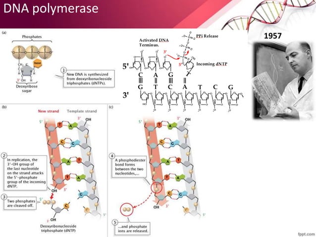 PPT Pengenalan Dasar Polymerase Chain Reaction (PCR) dan Loop-Mediated ...