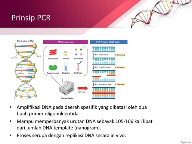 PPT Pengenalan Dasar Polymerase Chain Reaction (PCR) dan Loop-Mediated Isothermal Amplification ...