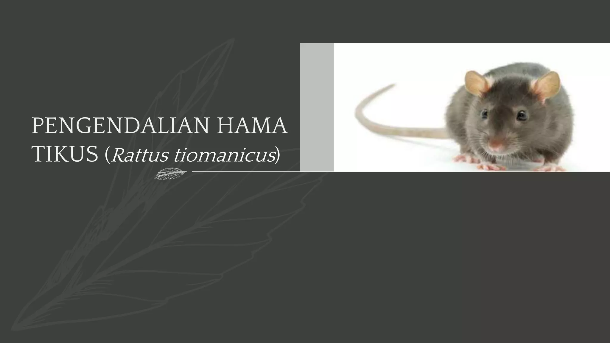 ppt pengendalian tikus.pptx
