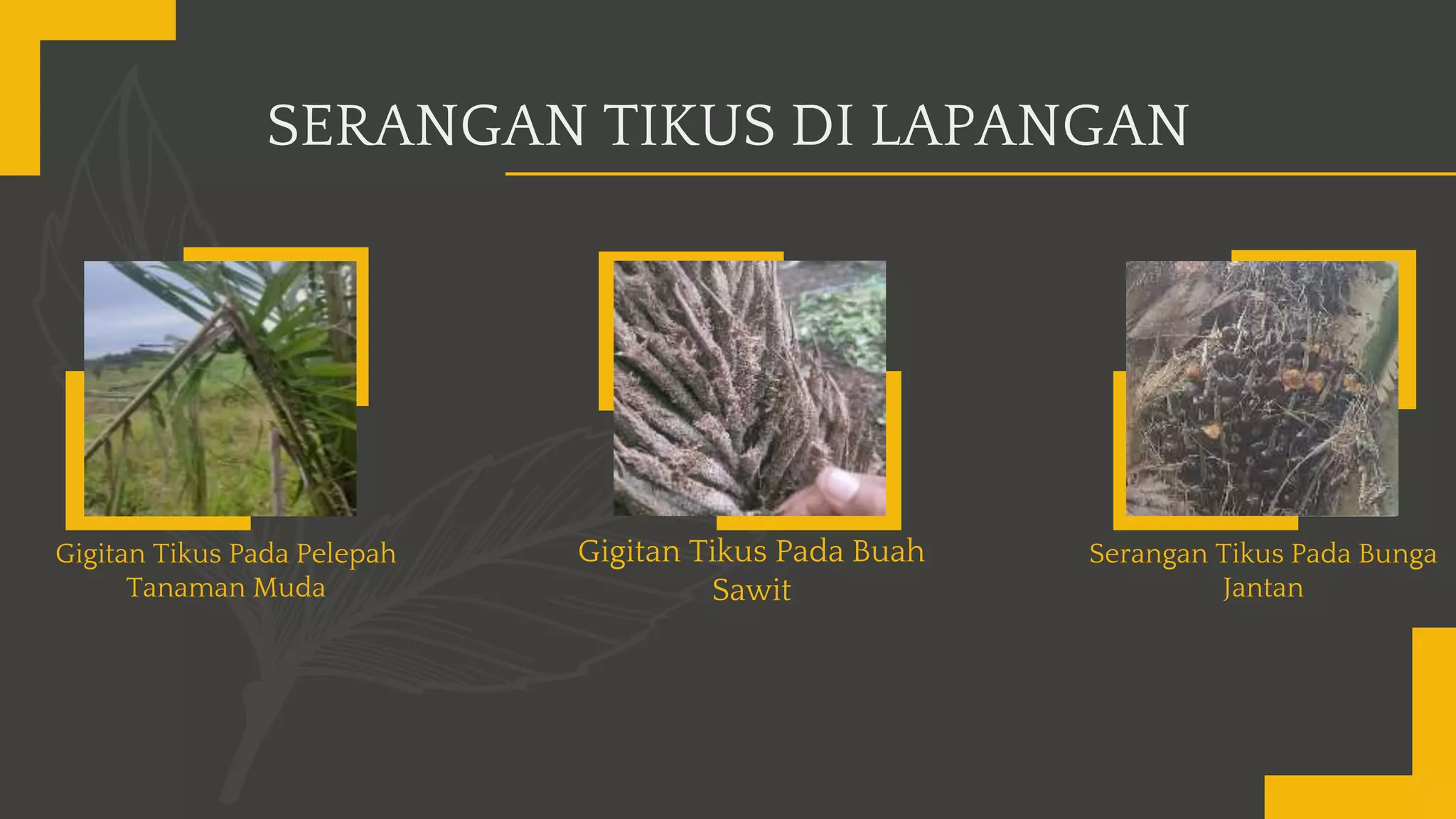 ppt pengendalian tikus.pptx