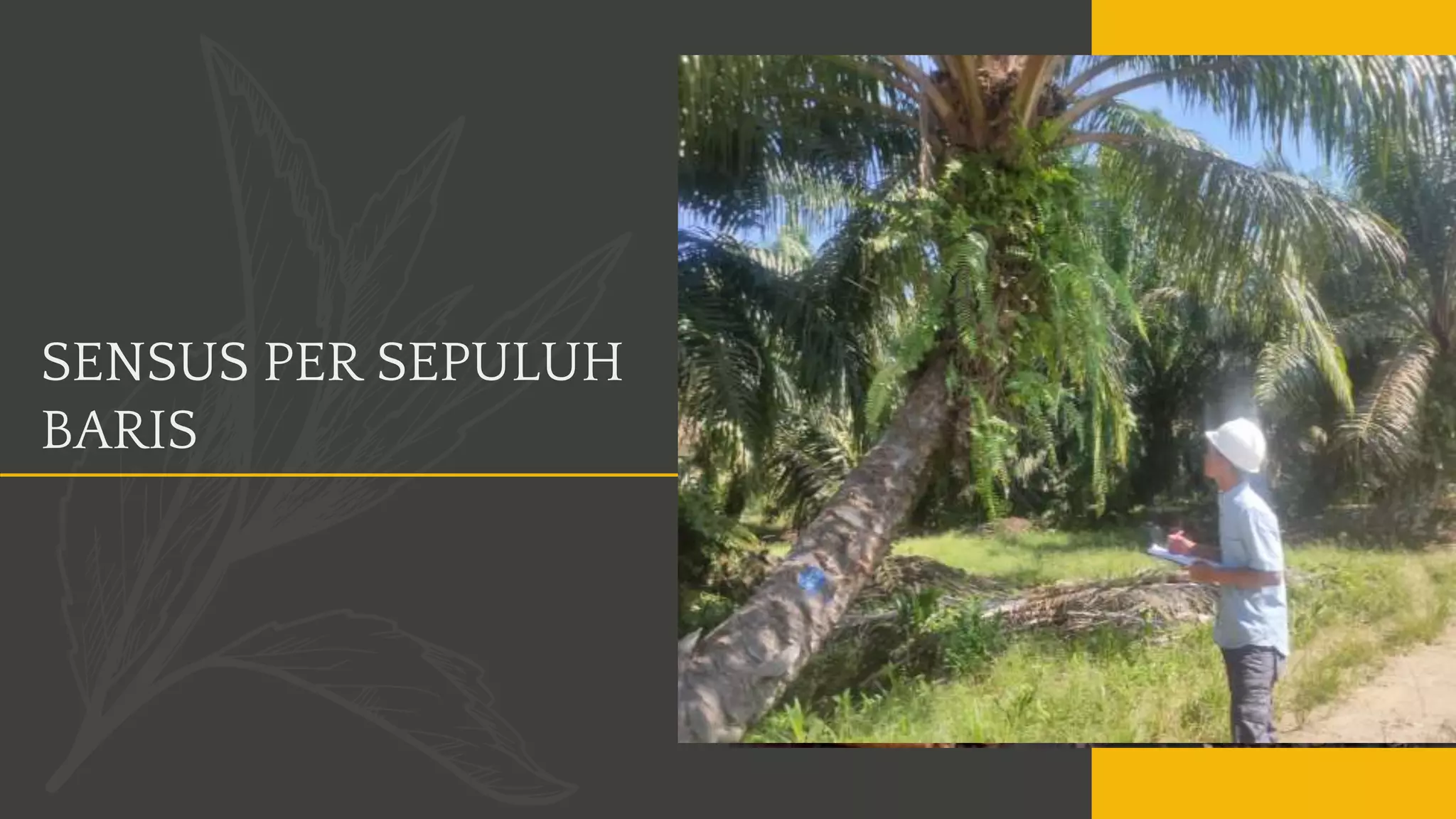 ppt pengendalian tikus.pptx