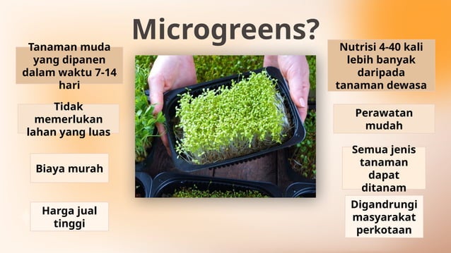 PPT Pengabdian kepada masyarakat Microgreens.pptx