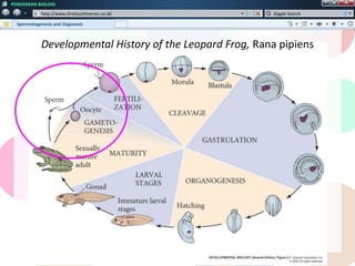 MEIOSIS (SPERMATOGENESIS DAN OOGENESIS | PPTX