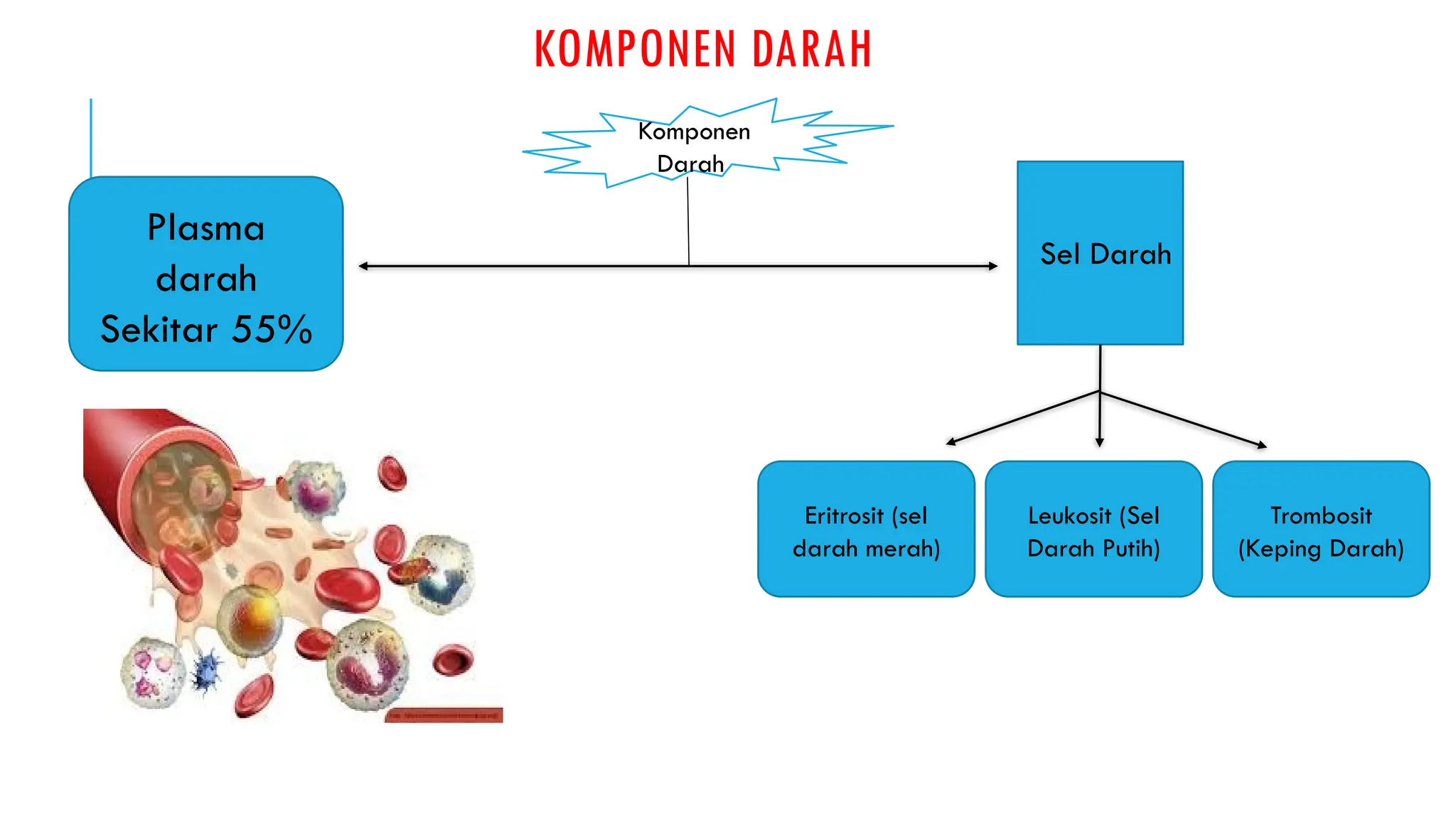 power point sistem peredaran darah pada manusiapptx | PPTX