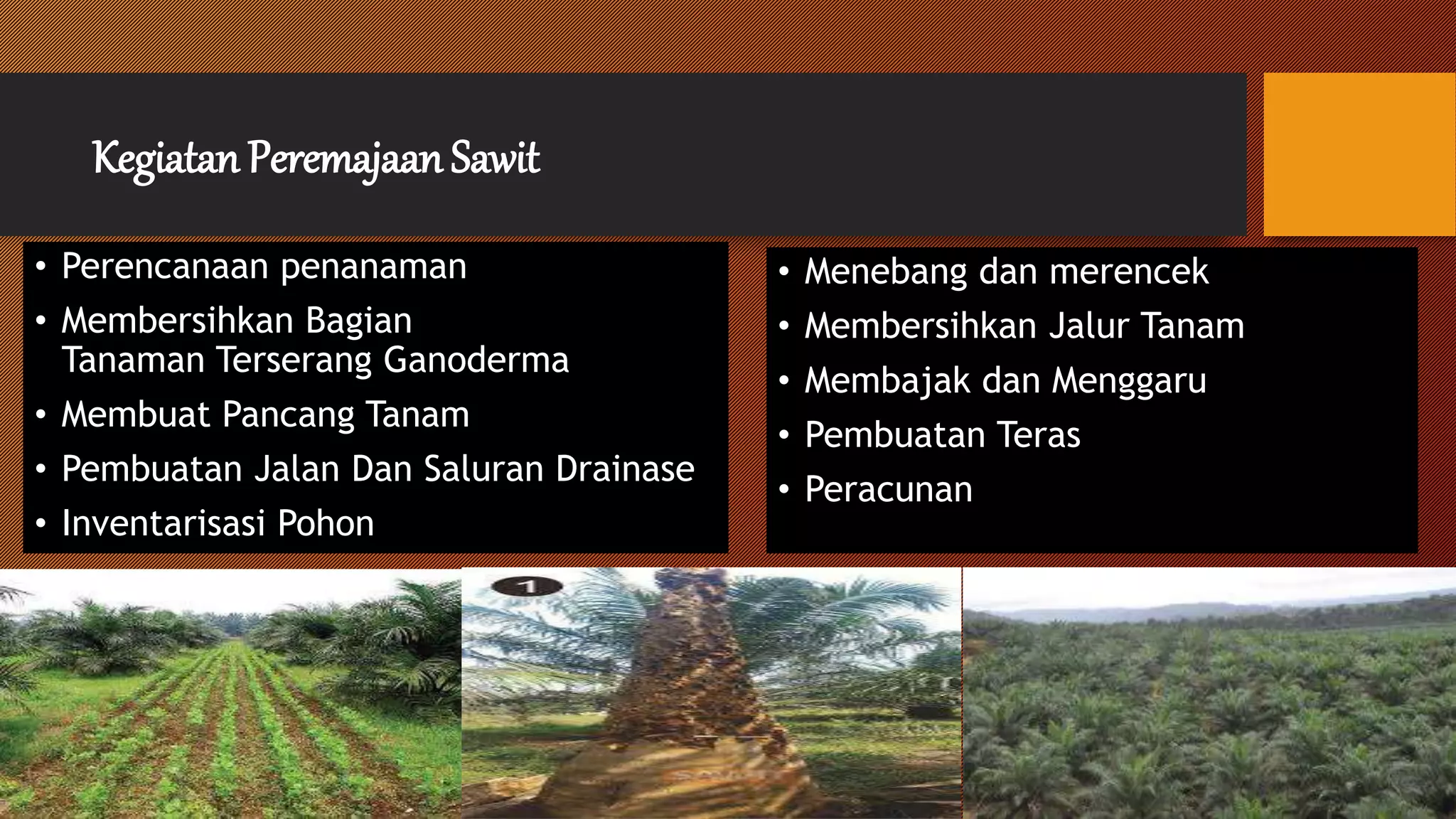 Kelapa_Sawit (1).ppt