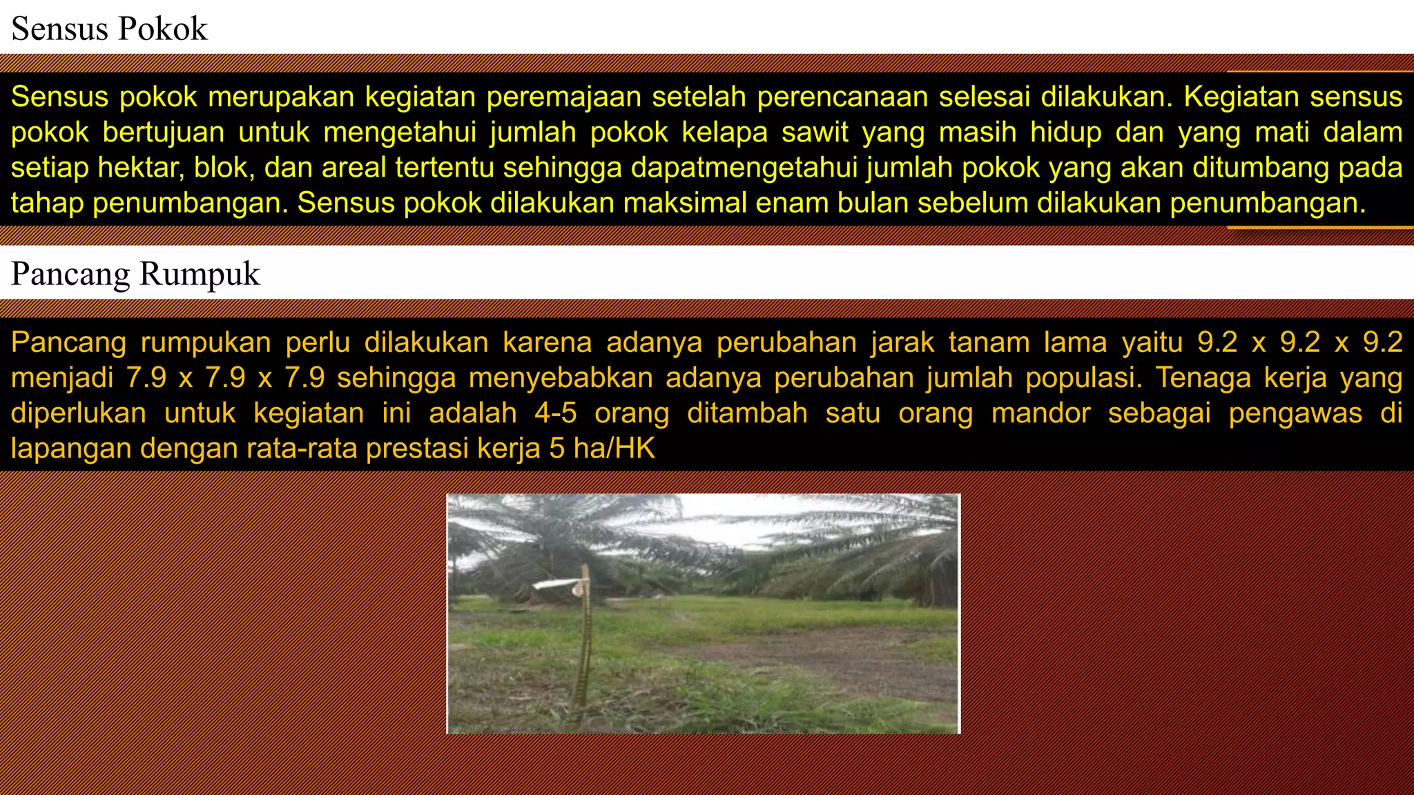 Kelapa_Sawit (1).ppt