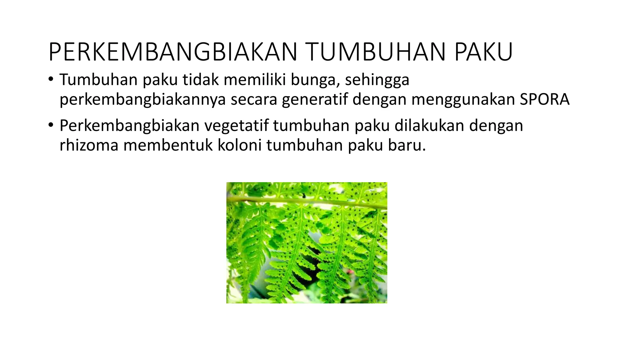 ppt perkembangbiakan tumbuhan gymnospermae.pptx