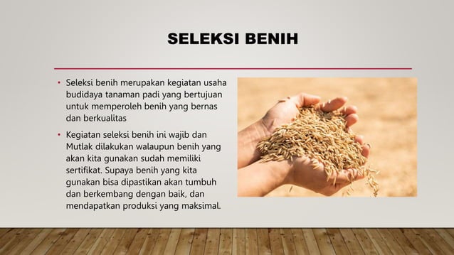 PPT PERLAKUAN BENIH PADI PERSIAPAN SEBELUM TANAM PADI | PPTX