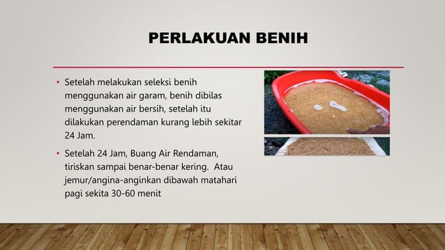PPT PERLAKUAN BENIH PADI PERSIAPAN SEBELUM TANAM PADI | PPTX